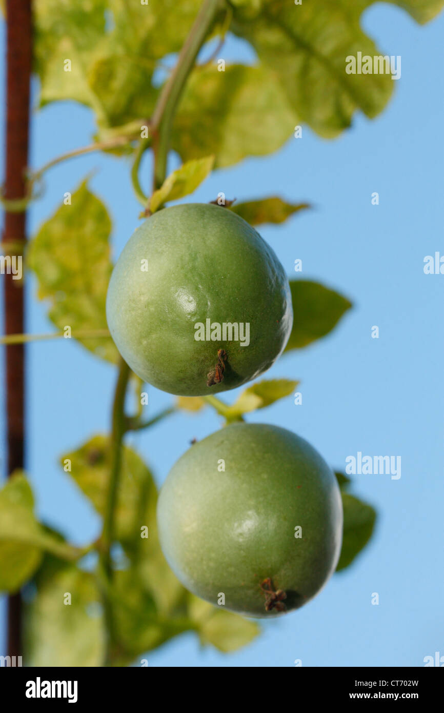 Maturing passion fruits Stock Photo - Alamy