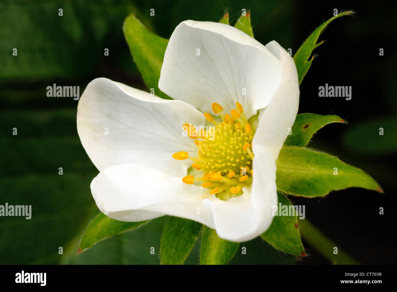 Strawberry flower hi-res stock photography and images - Alamy