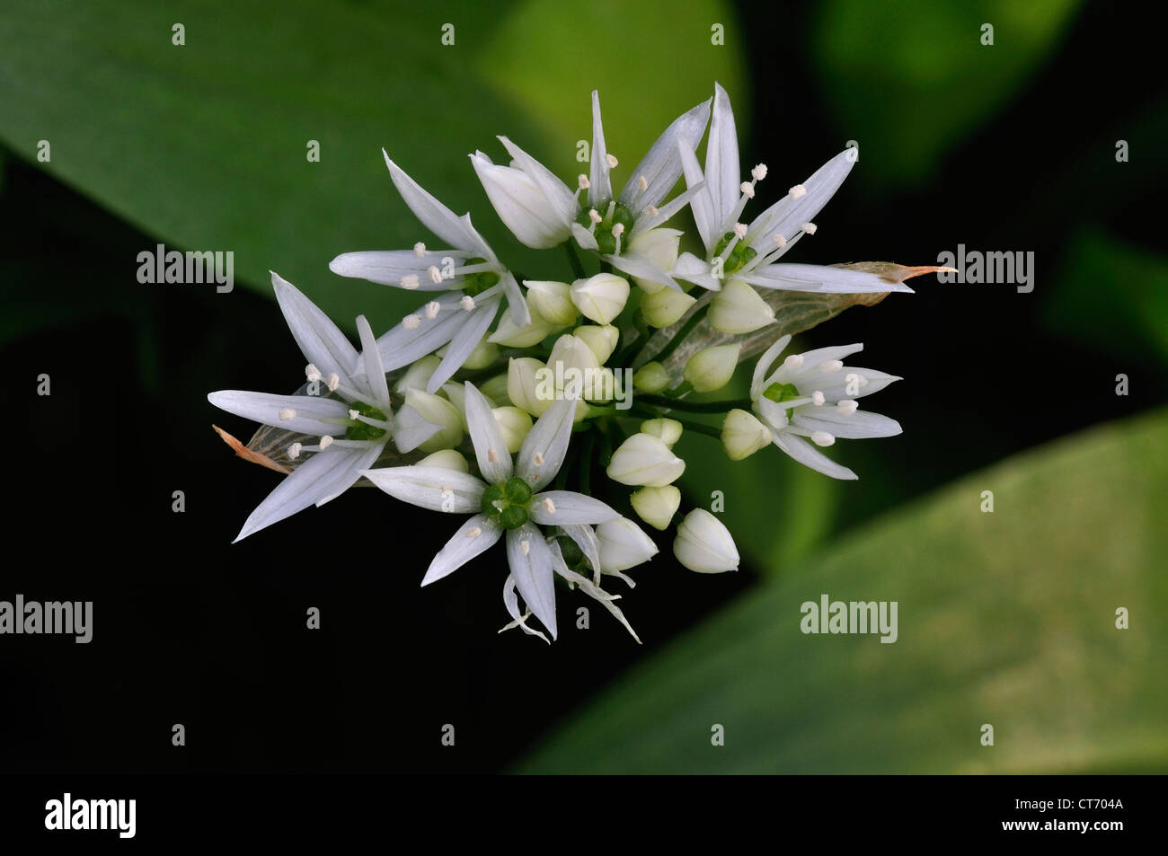 A close-up of a ramson flower UK Stock Photo - Alamy