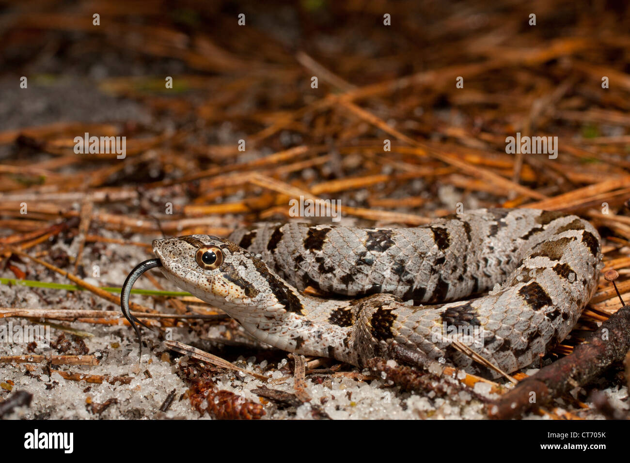 Spreading adder hi-res stock photography and images - Alamy