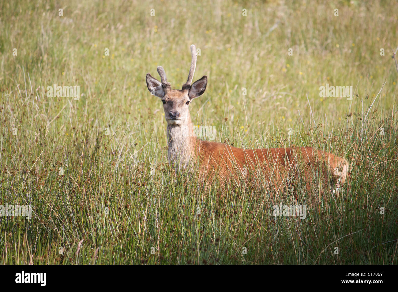 A young stag emerging from the grass Stock Photo - Alamy