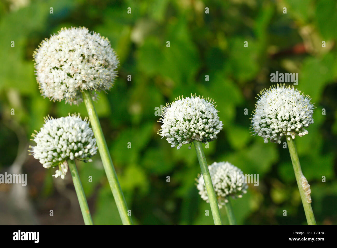 Onion flowers hi-res stock photography and images - Alamy