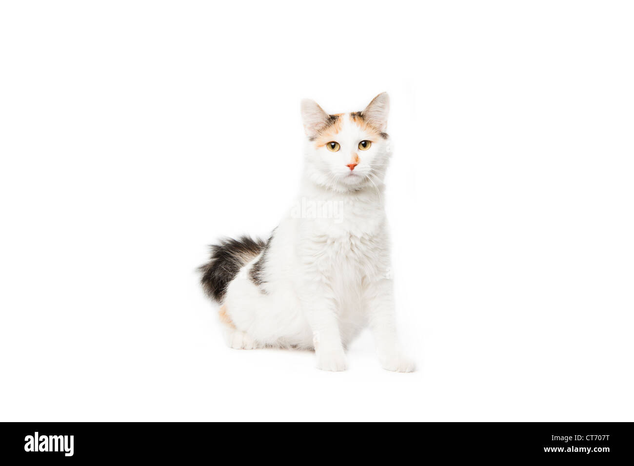 Calico colored kitten Stock Photo - Alamy