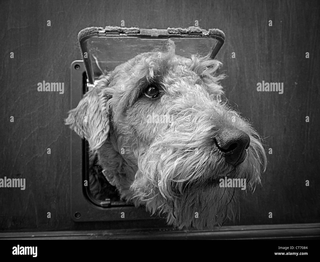 Rufus the dog hi-res stock photography and images - Alamy