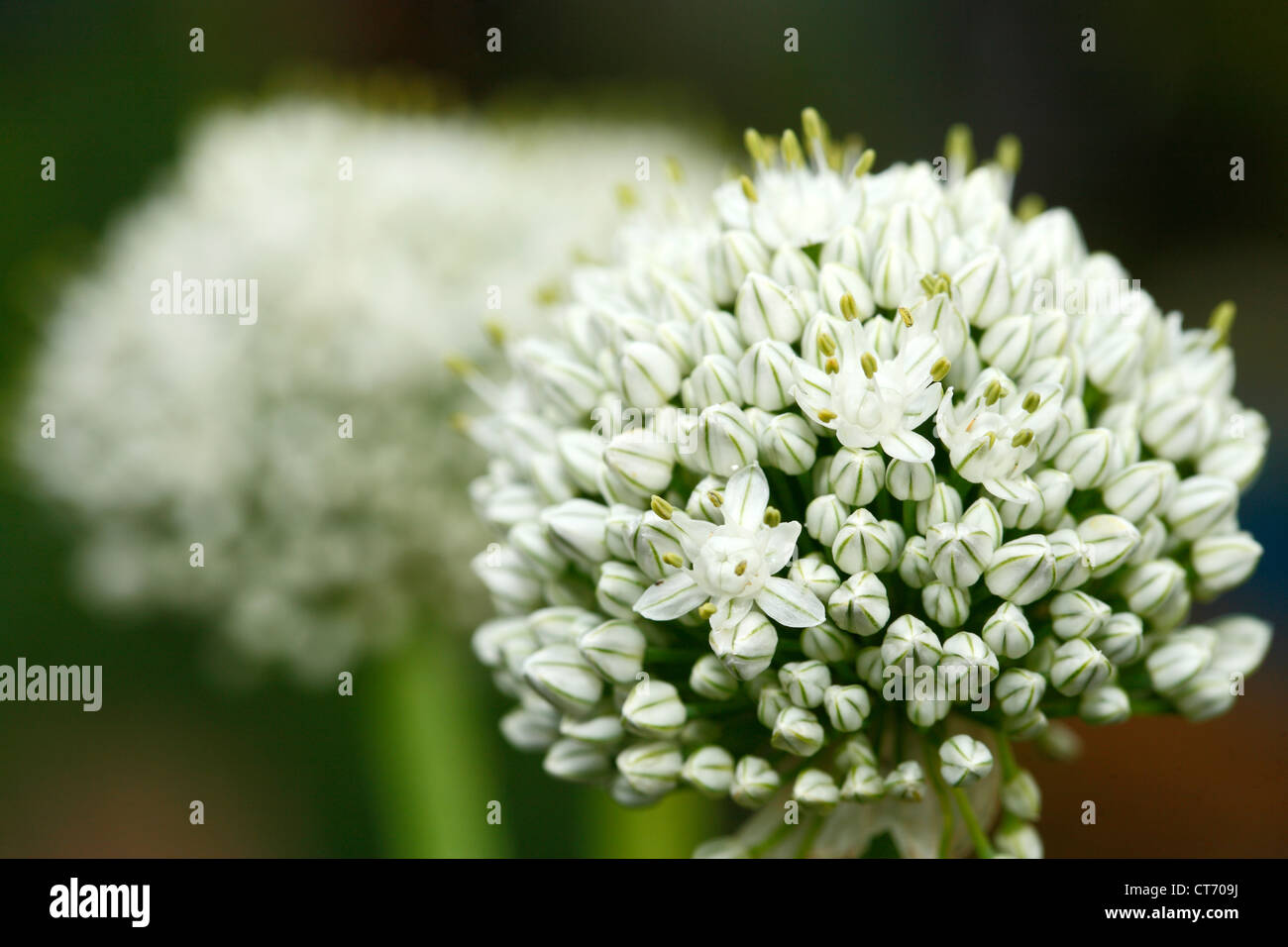 Onion flowers hi-res stock photography and images - Alamy