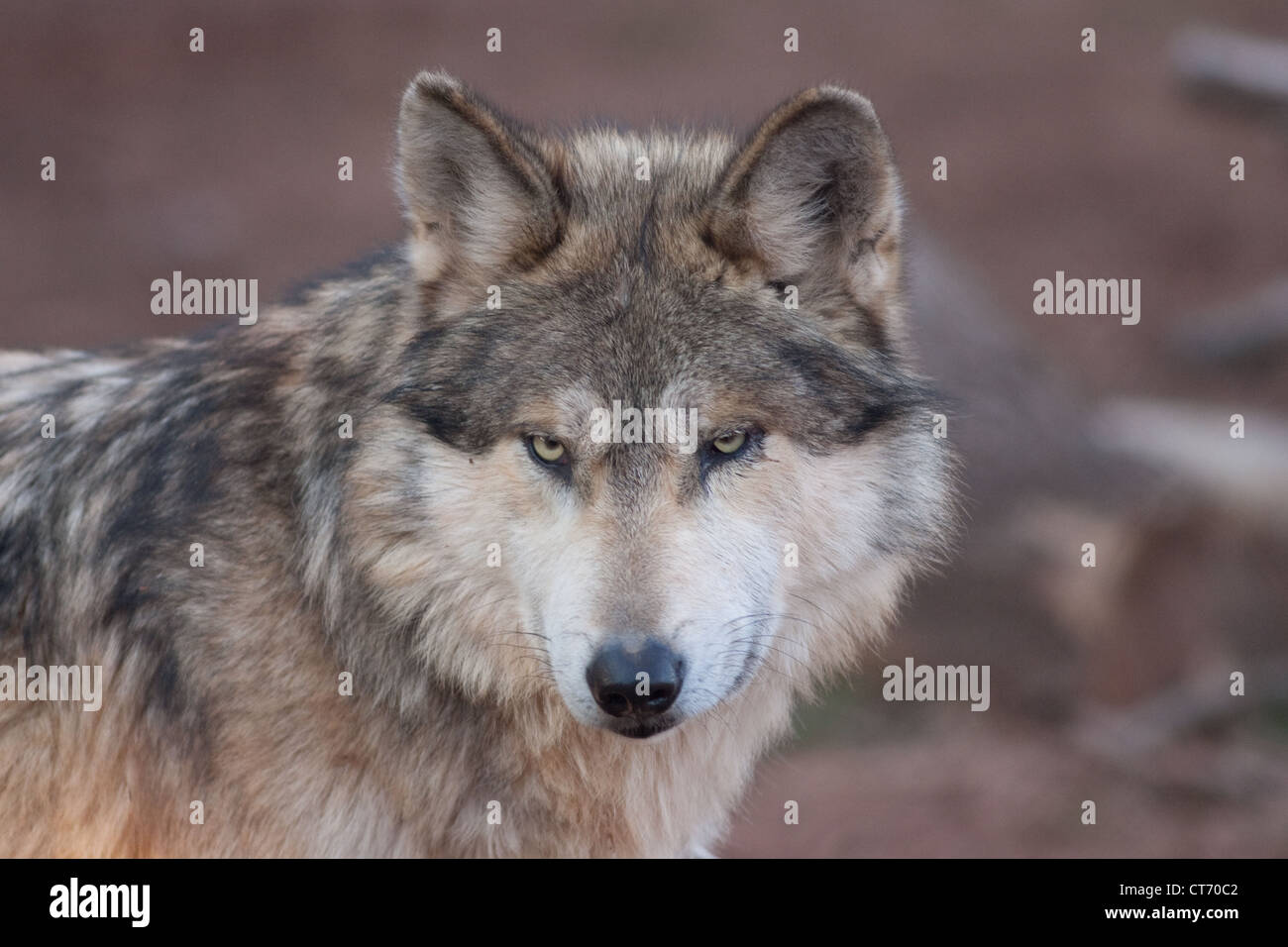 Grey wolf hi-res stock photography and images - Alamy