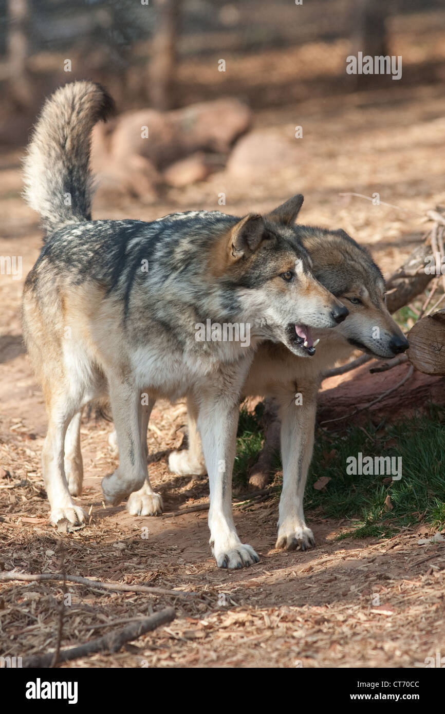 Mexican Grey Wolf Predator Wolf Stock Photo - Alamy