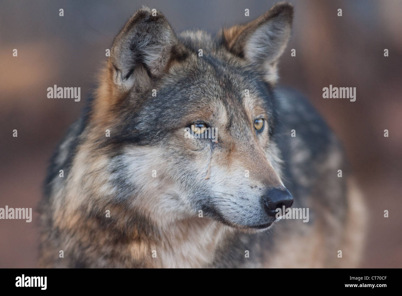 Mexican Grey Wolf Predator Wolf Stock Photo - Alamy