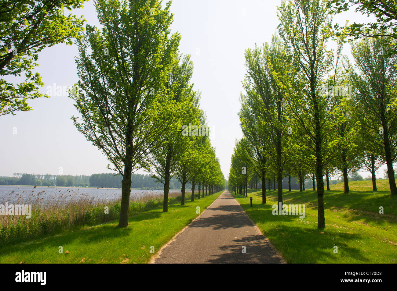 Row trees and bike path in Dutch polder Stock Photo - Alamy