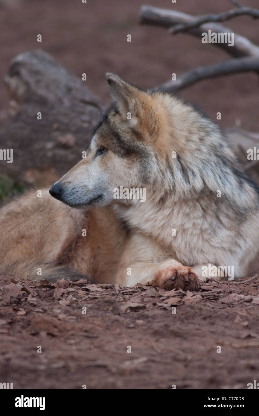 Mexican Grey Wolf Predator Wolf Stock Photo - Alamy