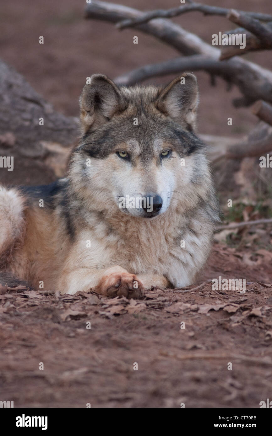 Mexican Grey Wolf Predator Wolf Stock Photo - Alamy