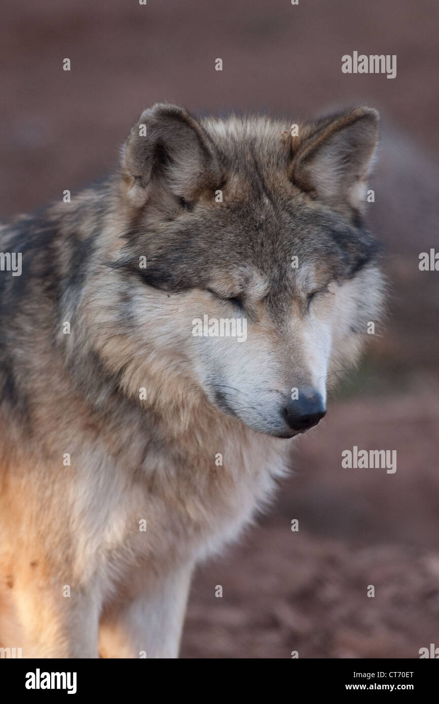 Mexican Grey Wolf Predator Wolf Stock Photo - Alamy