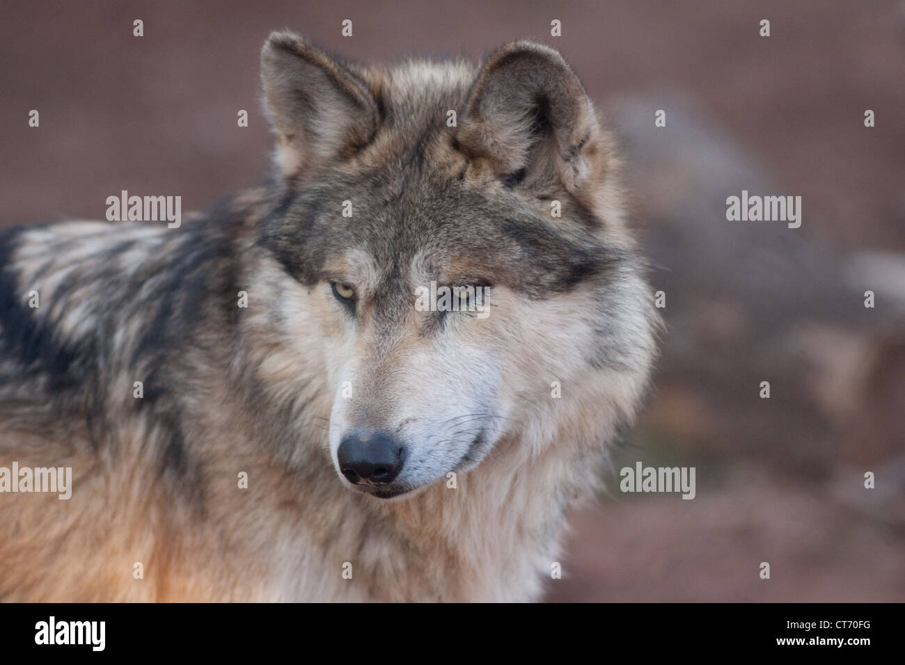 Mexican Grey Wolf Predator Wolf Stock Photo - Alamy