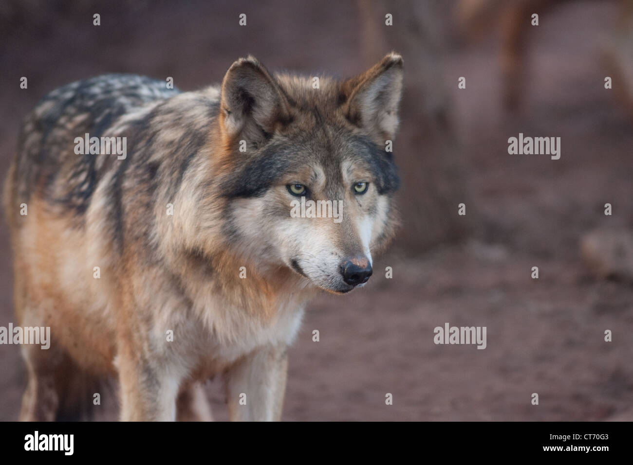 Mexican Grey Wolf Predator Wolf Stock Photo - Alamy
