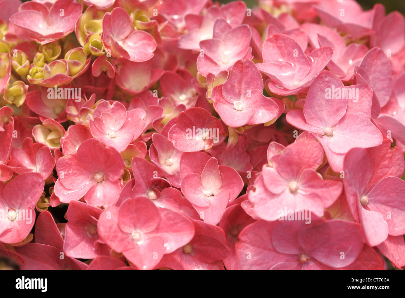 Pink hydrangea closeup Stock Photo - Alamy