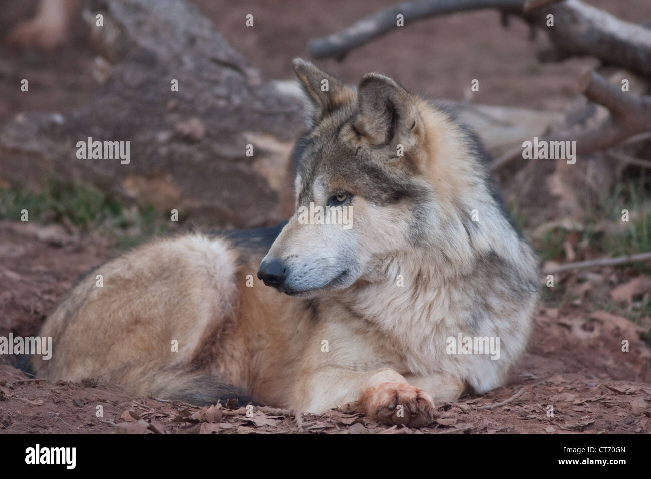 Mexican Grey Wolf Predator Wolf Stock Photo - Alamy