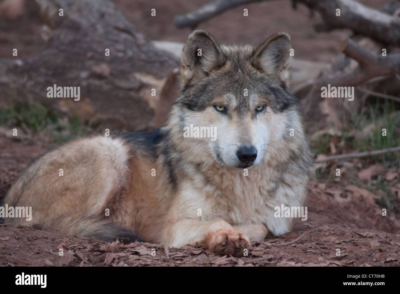 Mexican Grey Wolf Predator Wolf Stock Photo - Alamy