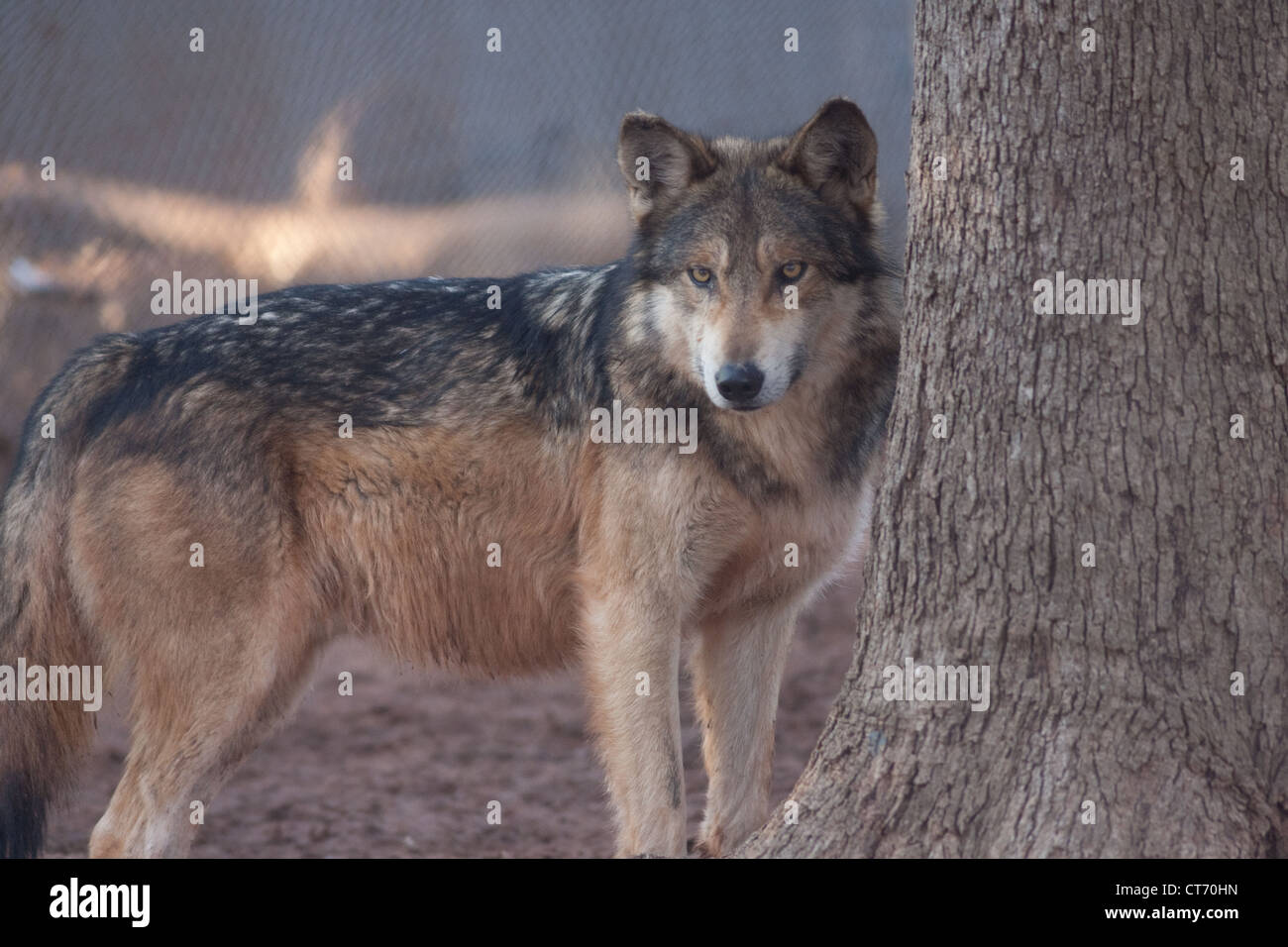 Mexican Grey Wolf Predator Wolf Stock Photo - Alamy