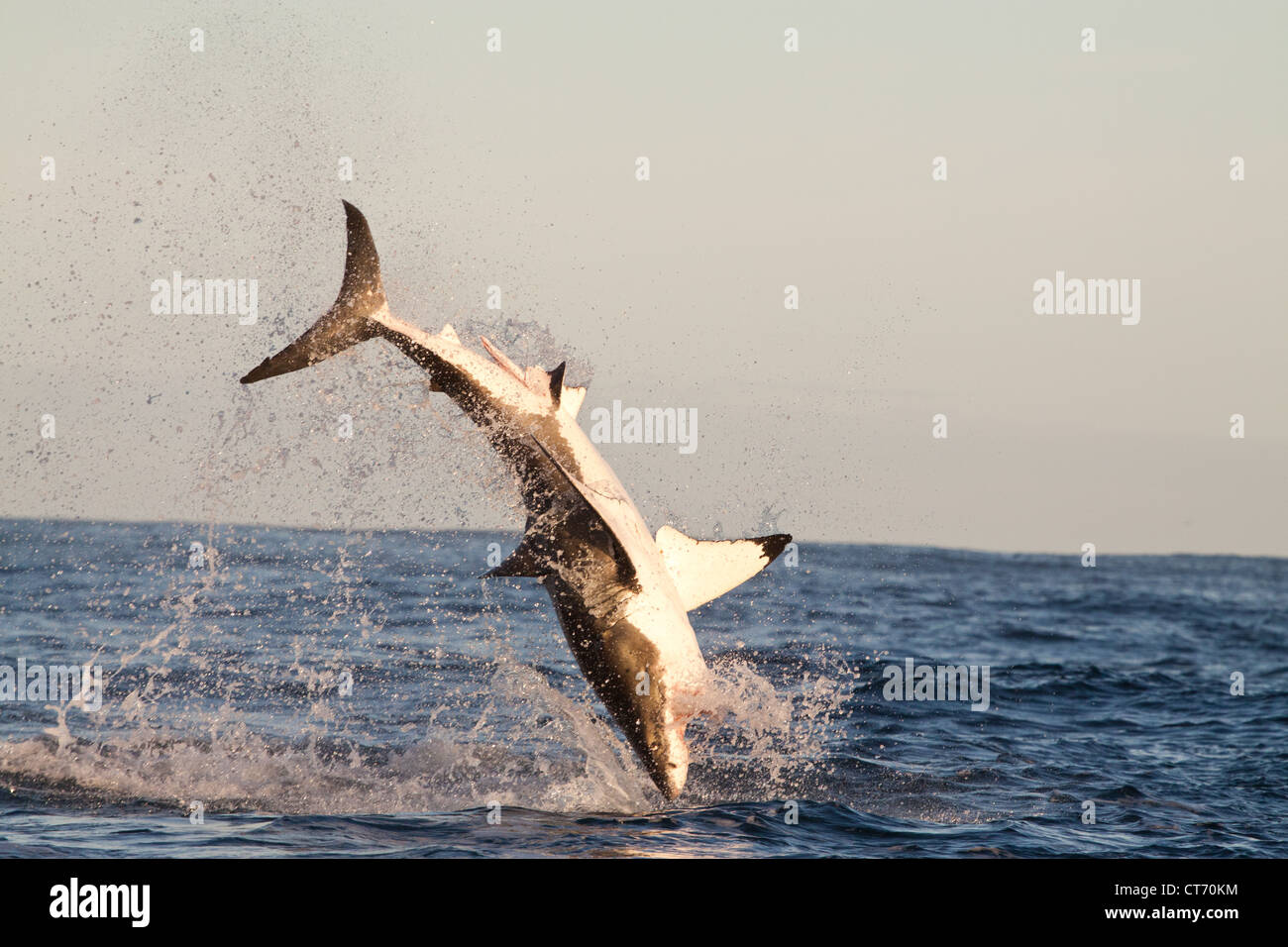 Great white shark breaching out of the water trying to predate on a ...