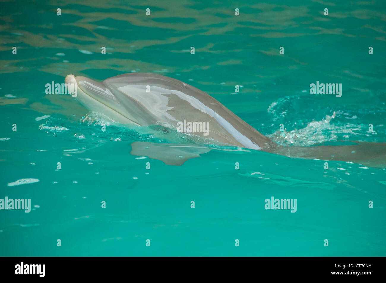 Panama dolphin hi-res stock photography and images - Alamy