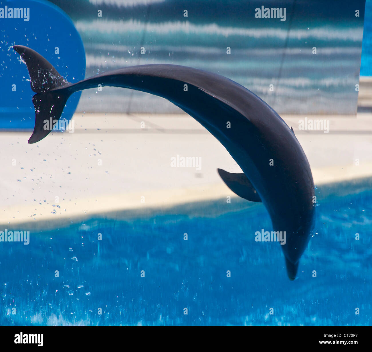 Panama dolphin hi-res stock photography and images - Alamy