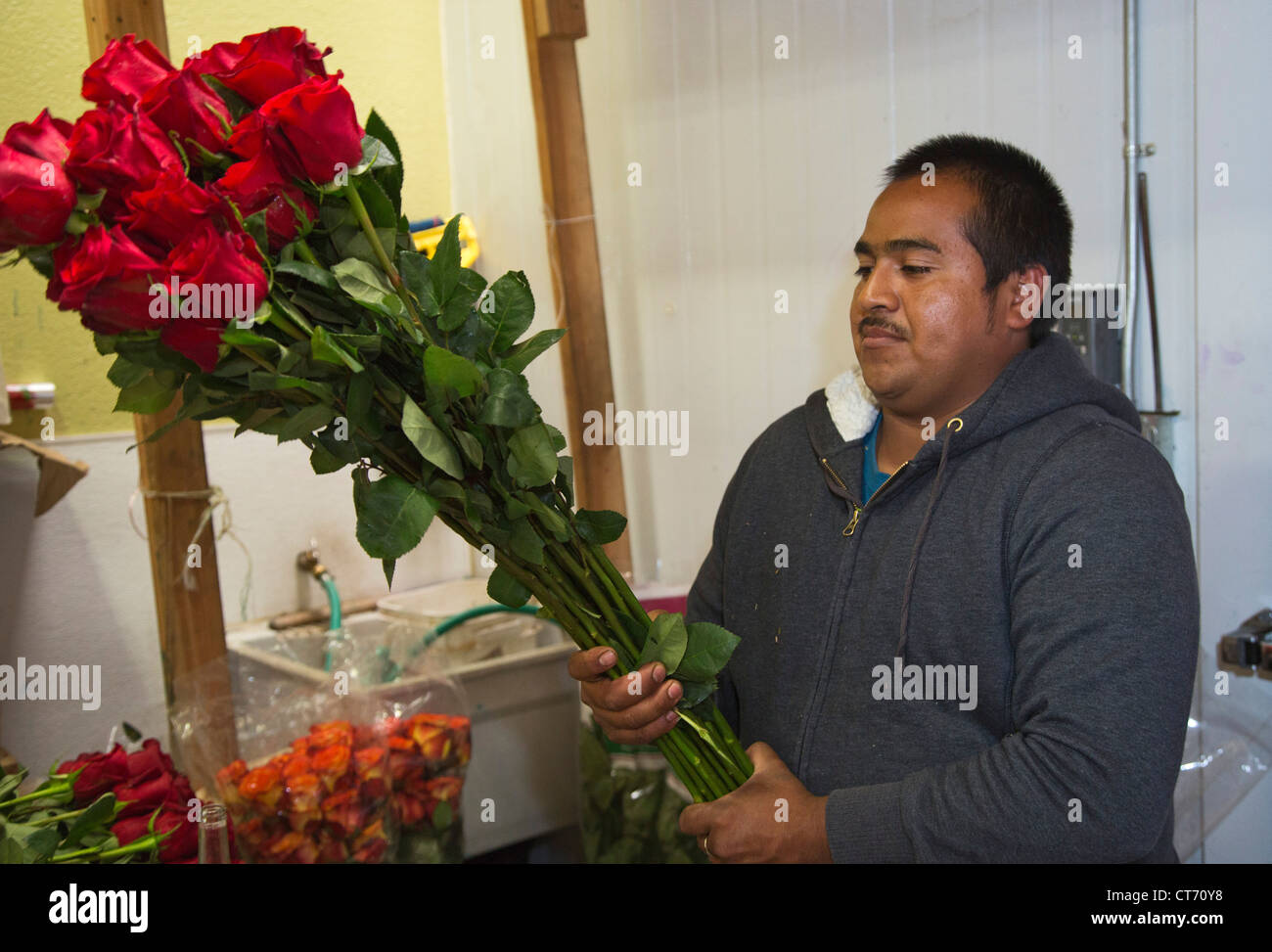A man in Los Angeles' flower market trims long-stemmed roses to remove ...