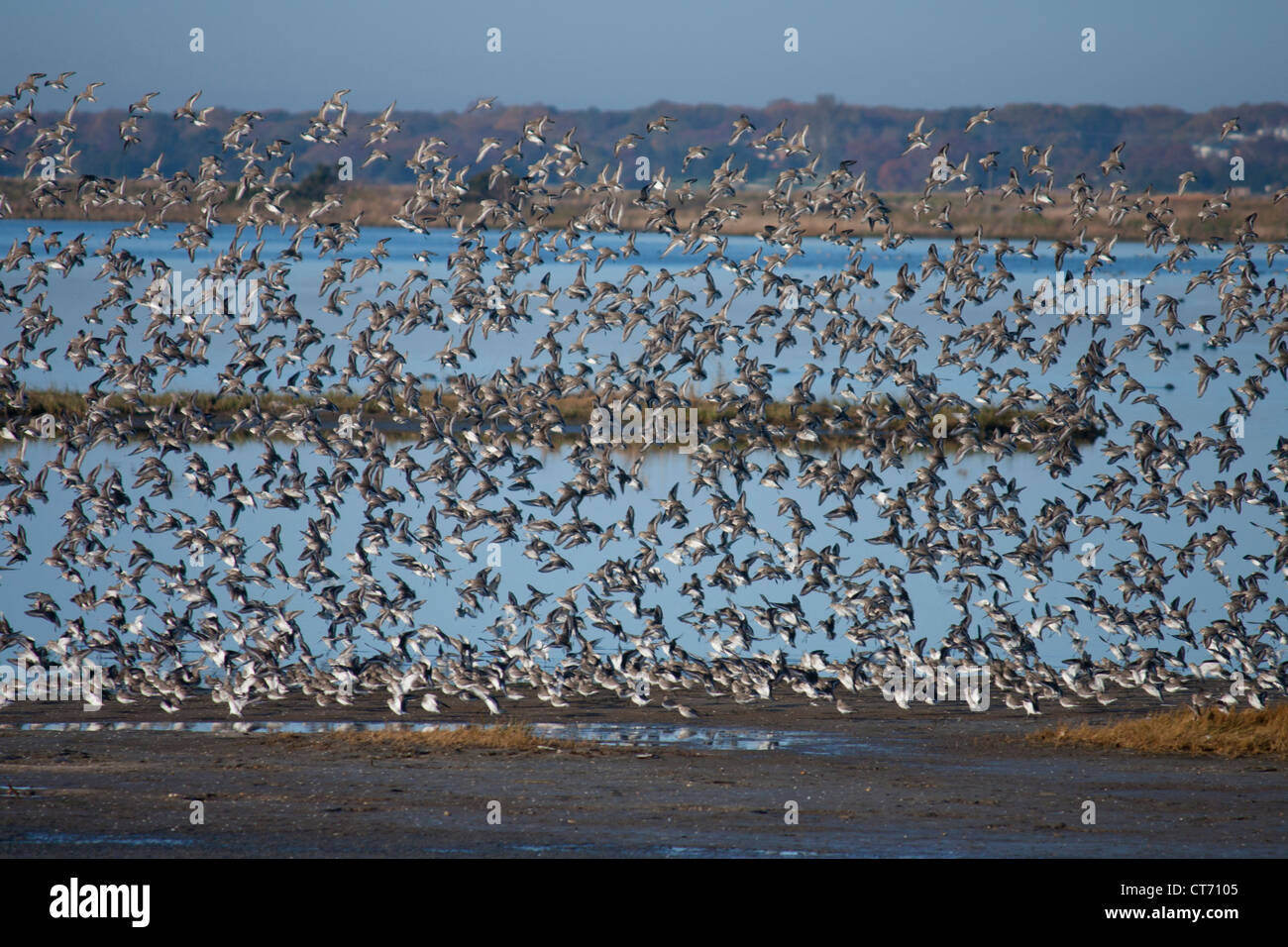 Startle Birds High Resolution Stock Photography and Images - Alamy