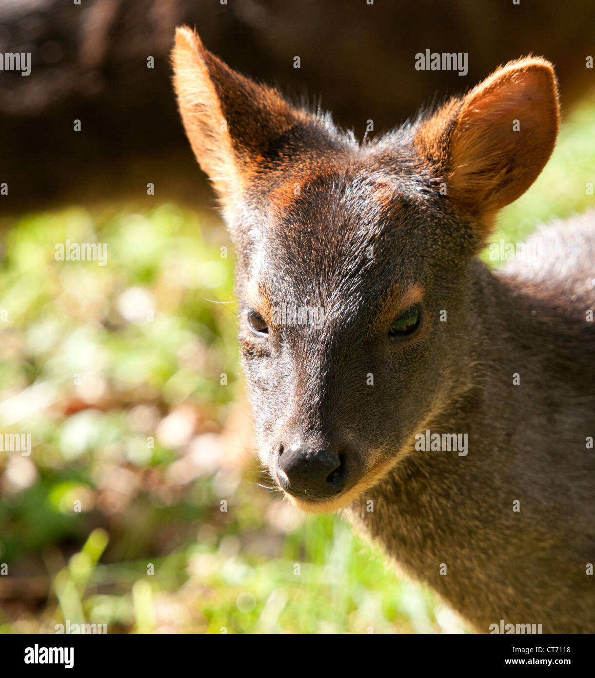 Pudu hi-res stock photography and images - Alamy