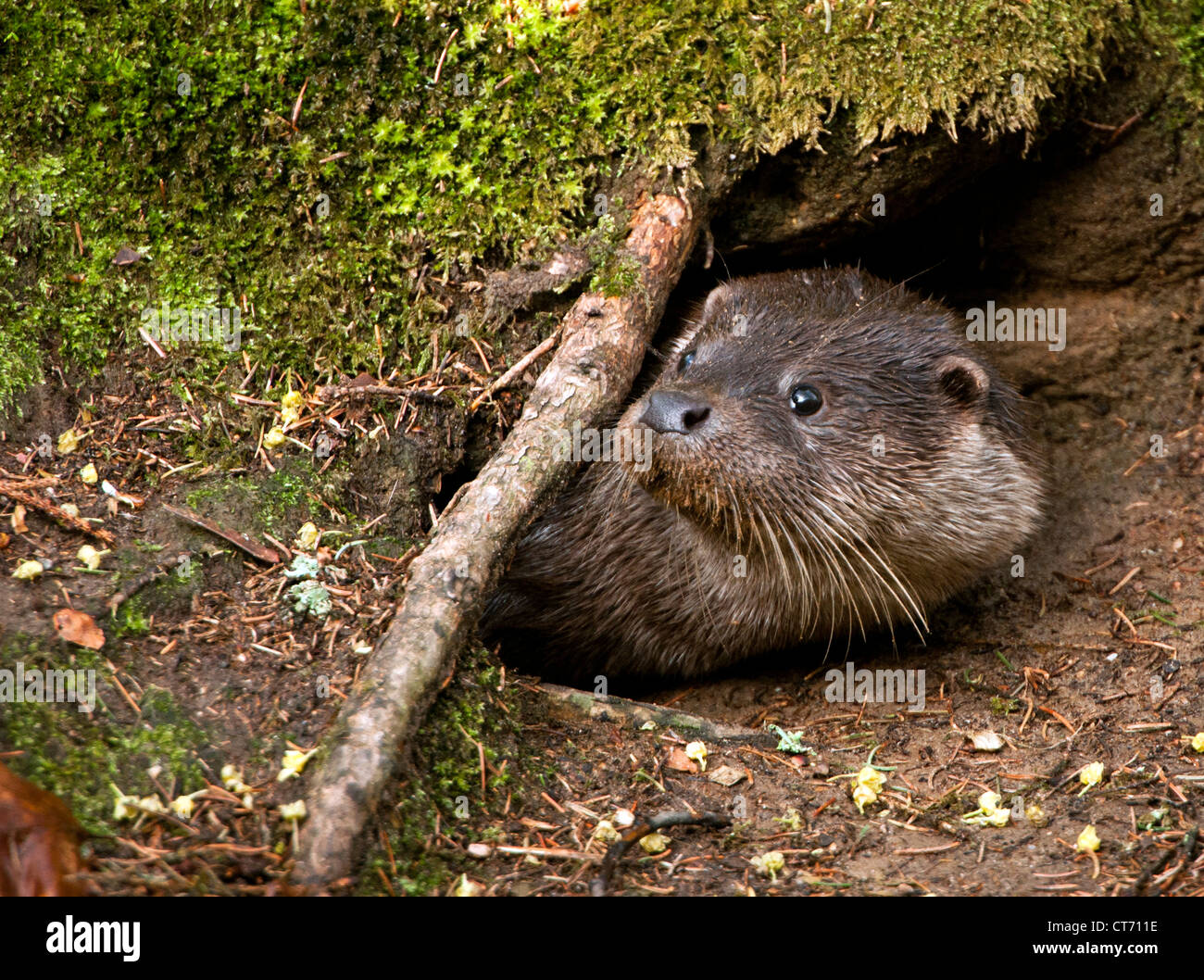 Otter peeking out of den Stock Photo - Alamy