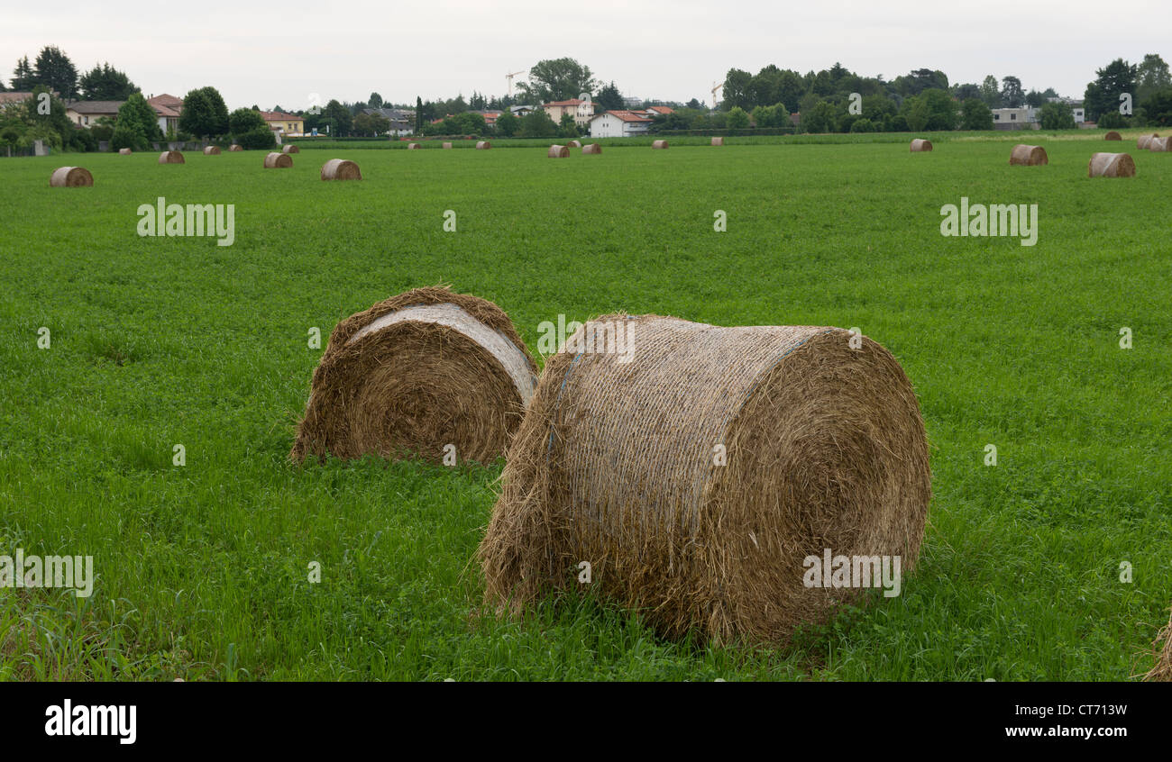 Yellow hay bales nature hi-res stock photography and images - Alamy