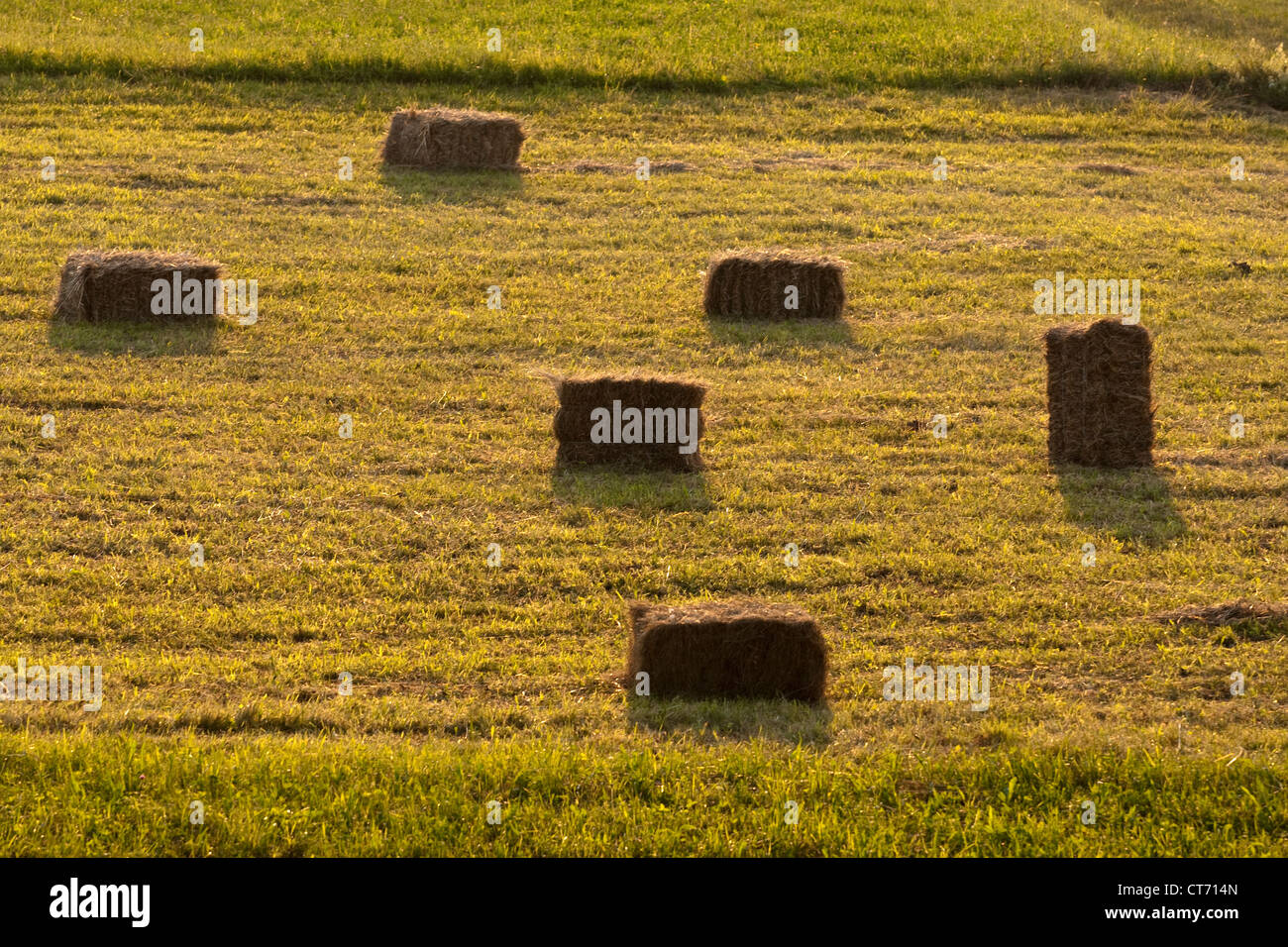 Field with bales of hay Stock Photo - Alamy