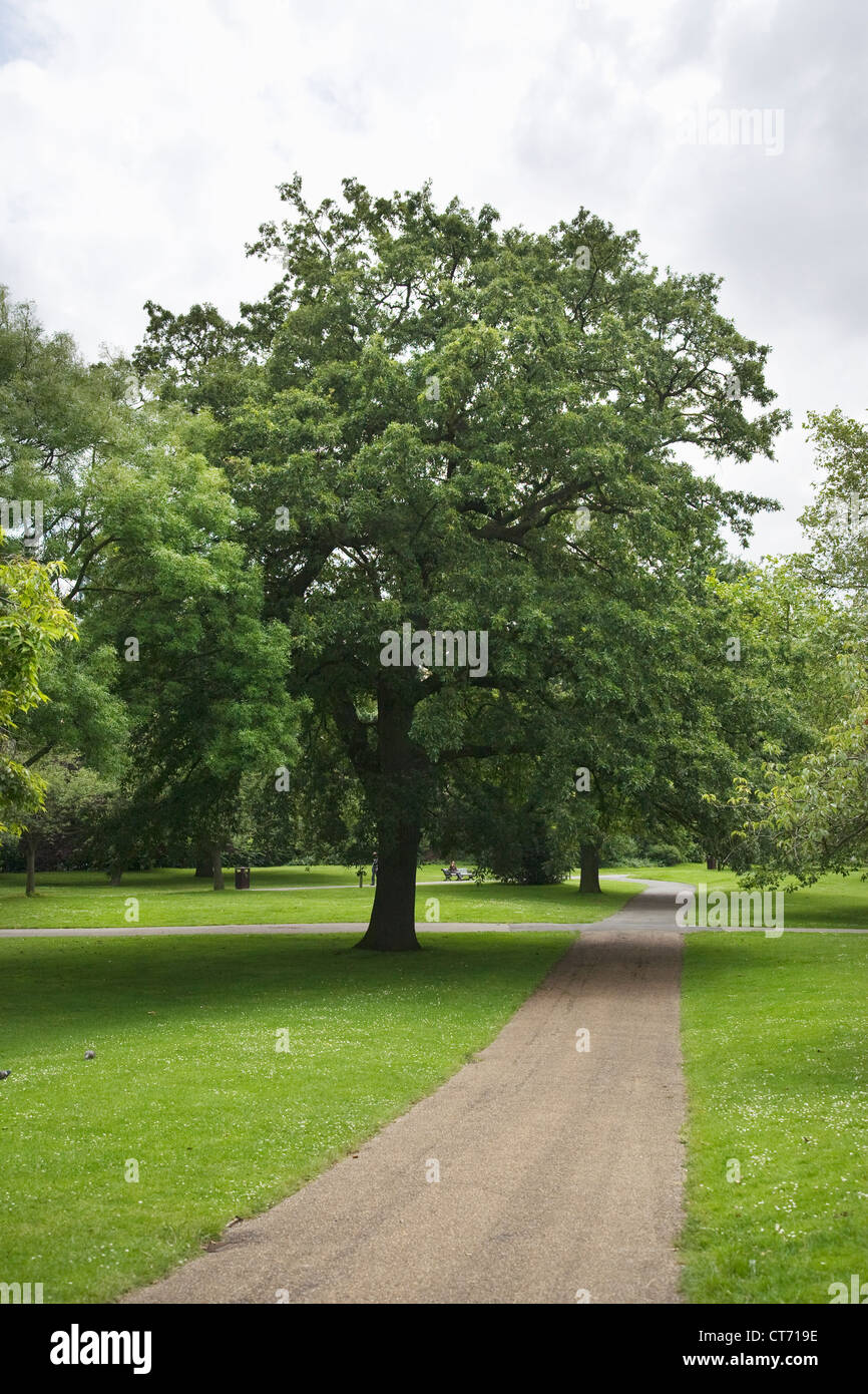 trees in a British park Stock Photo - Alamy