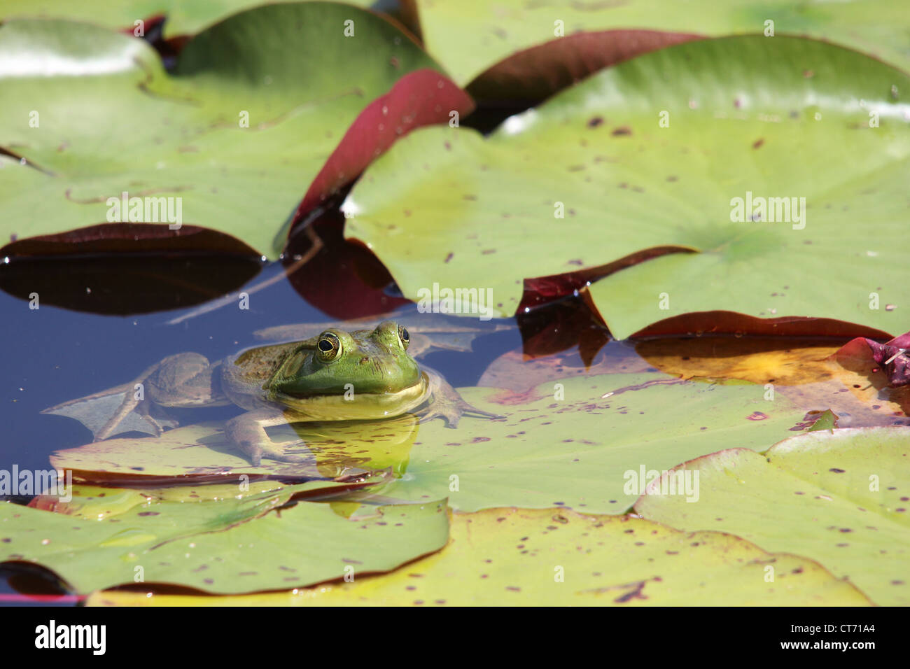 Bullfrog jump hi-res stock photography and images - Alamy