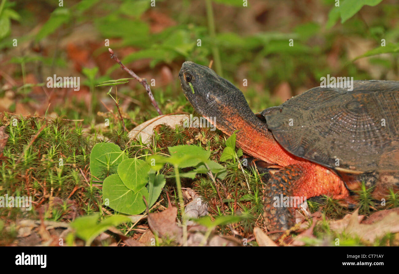 A wood turtle stretches his neck in the summer woods Stock Photo - Alamy