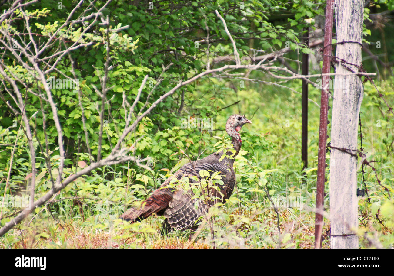 Turkey eastern fence hi-res stock photography and images - Alamy