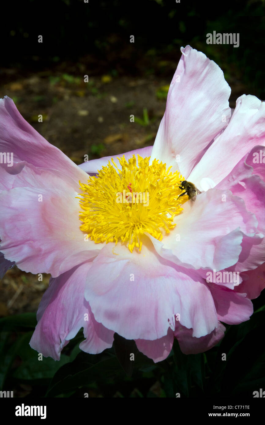 A honey bee pollinating a pink peony Stock Photo - Alamy