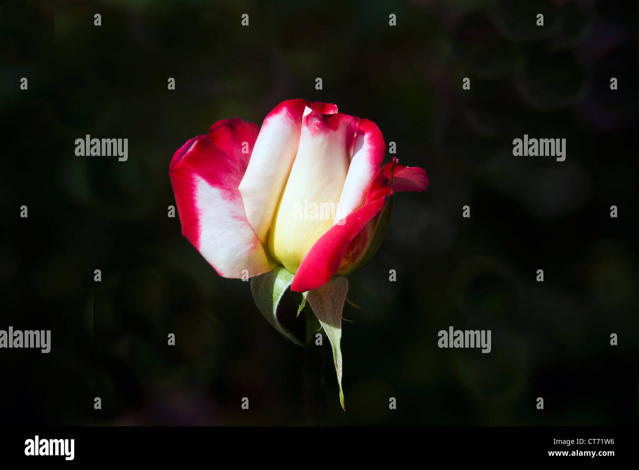 White rose with red trim Stock Photo - Alamy