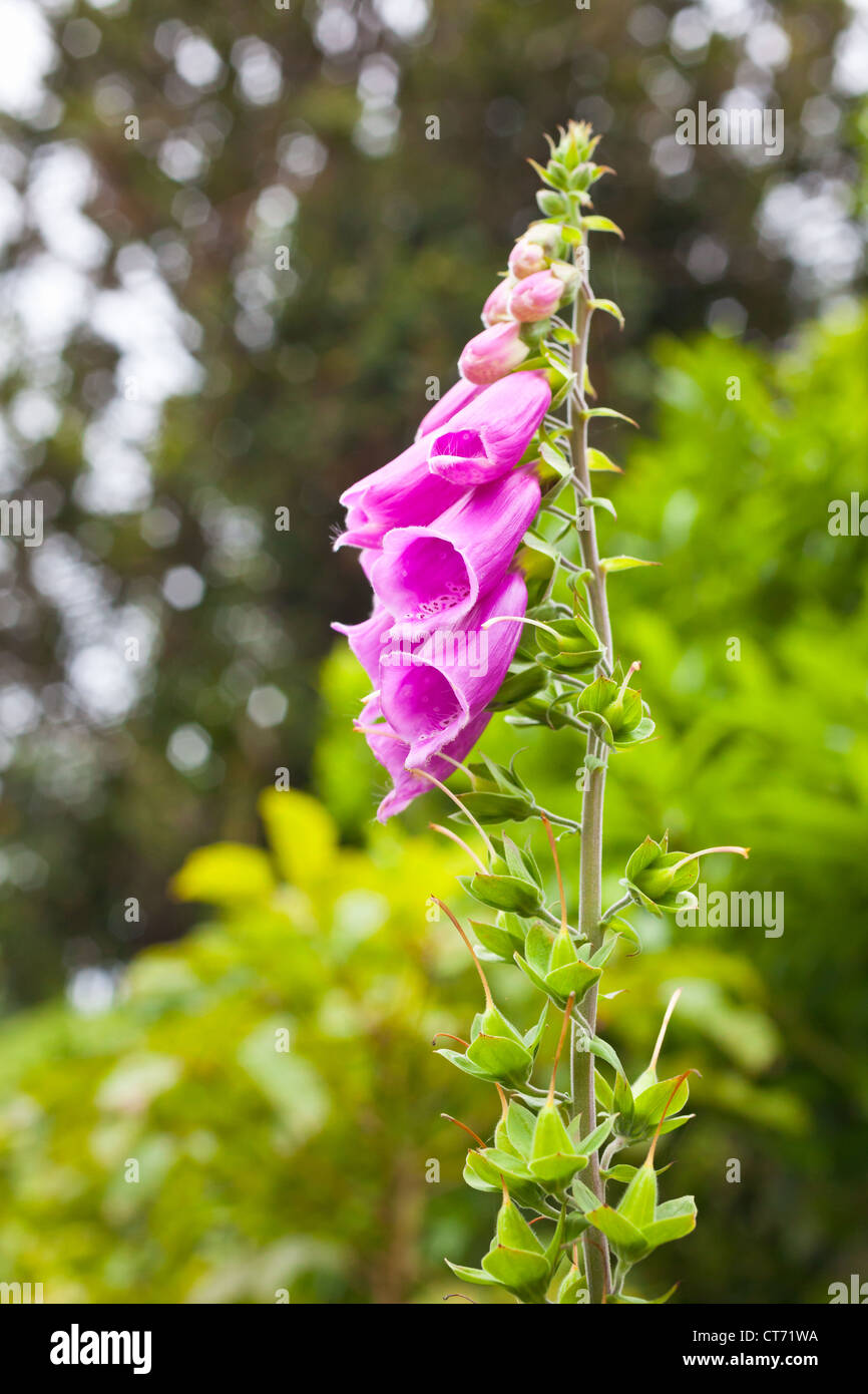 foxglove wild flower Stock Photo - Alamy