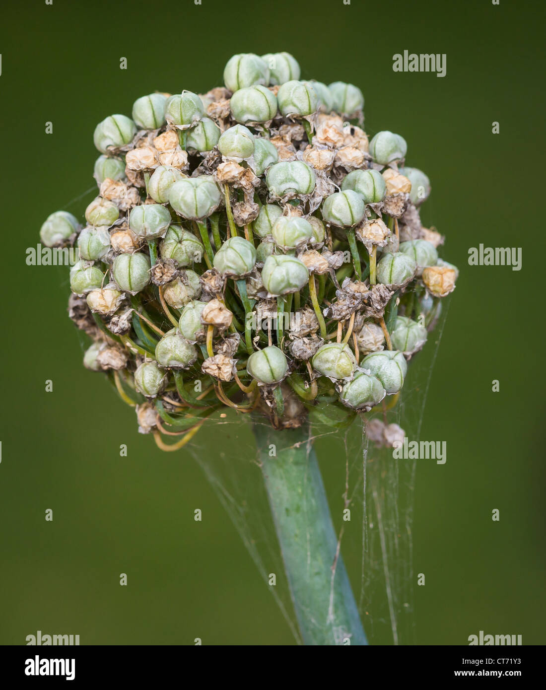 Onion flower seeds head Stock Photo - Alamy