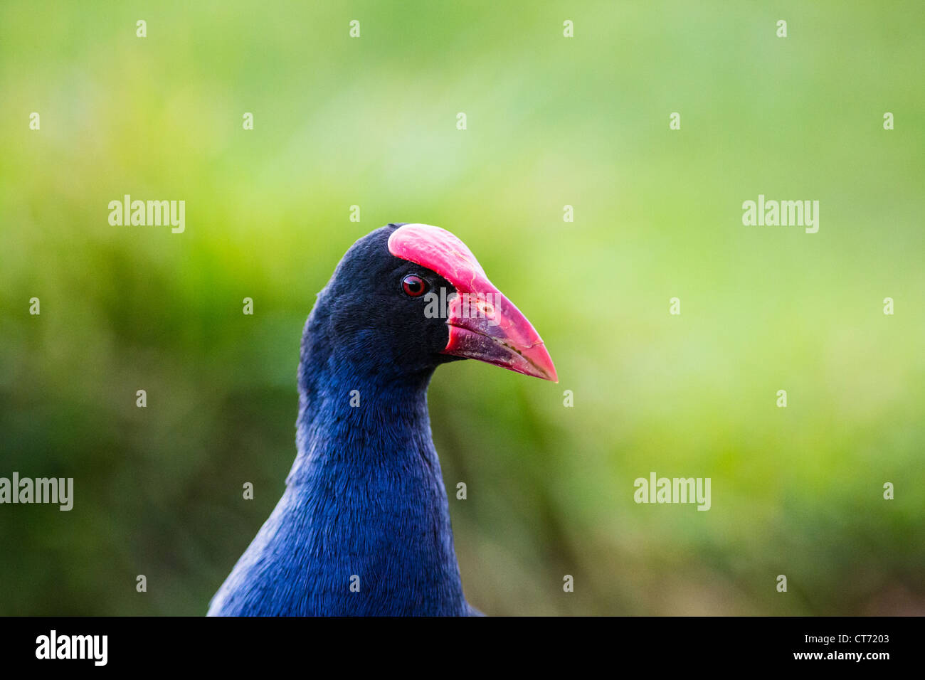 Pukeko native new zealand bird hi-res stock photography and images - Alamy
