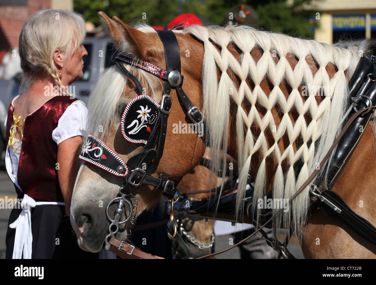 Paradehorse braided mane equestrian equus Equus ferus caballus is one ...