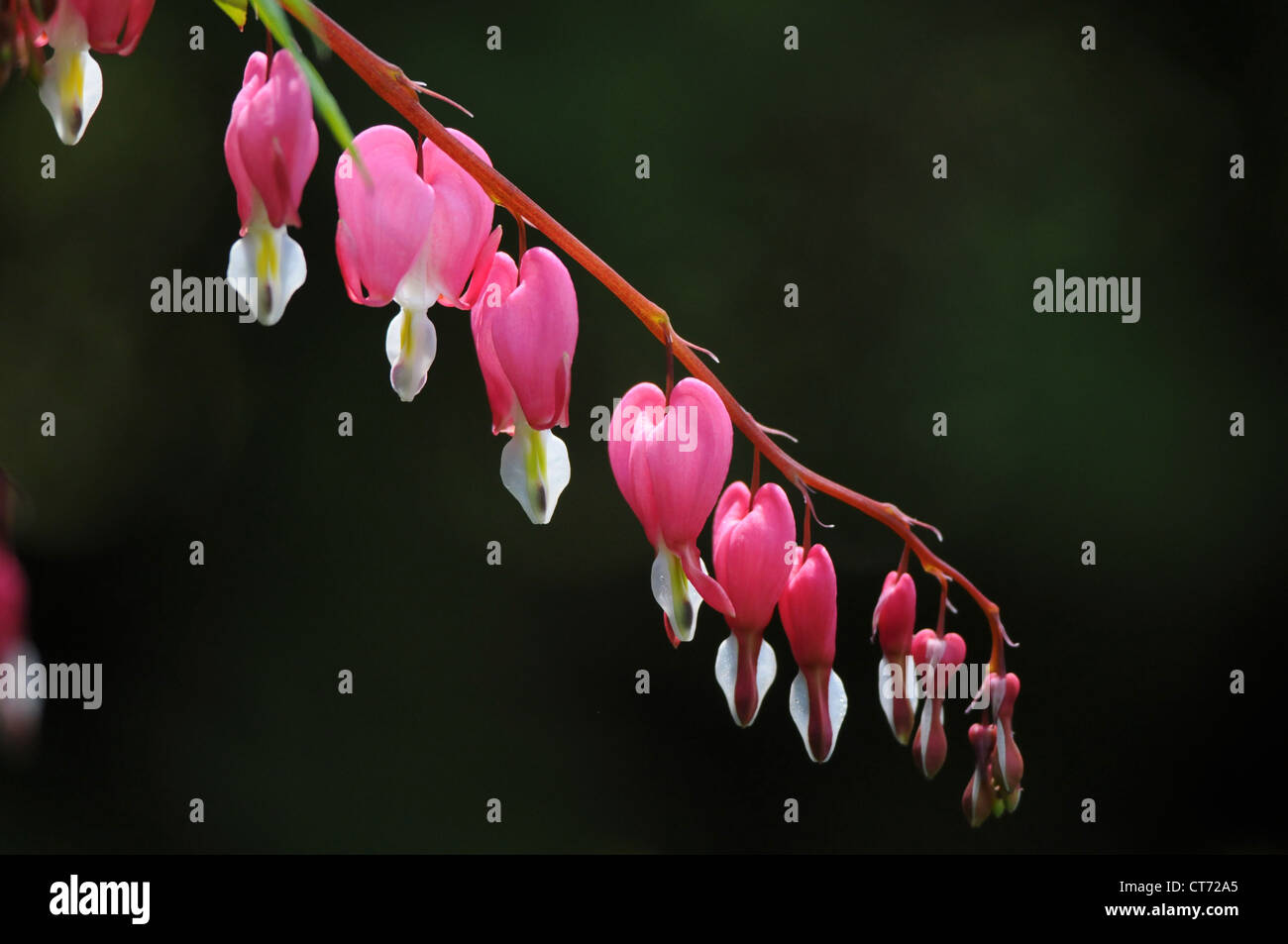 Bleeding hearts in spring hi-res stock photography and images - Alamy
