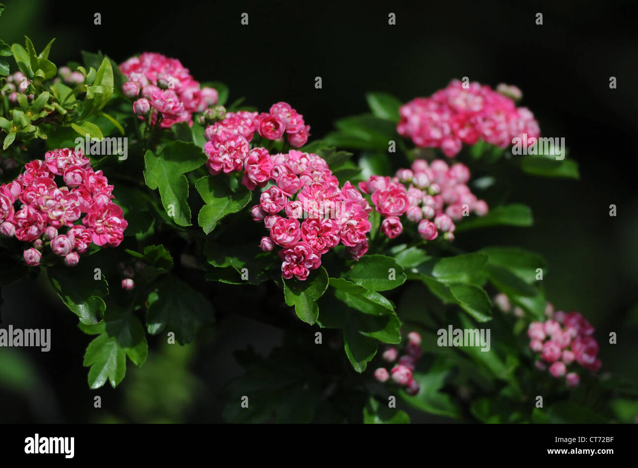 Hawthorn Tree blooming in spring Stock Photo - Alamy