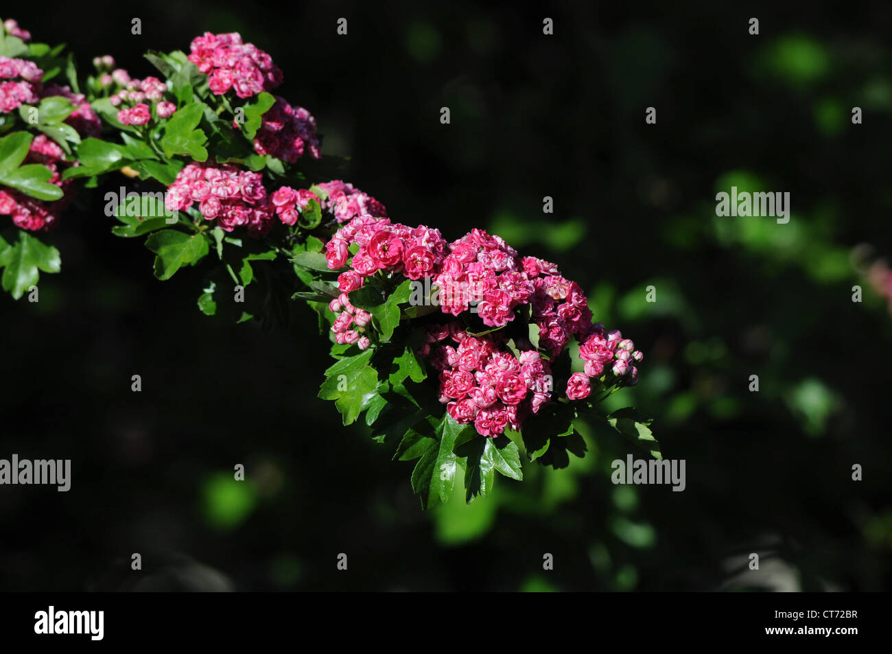 Hawthorn Tree blooming in spring Stock Photo - Alamy