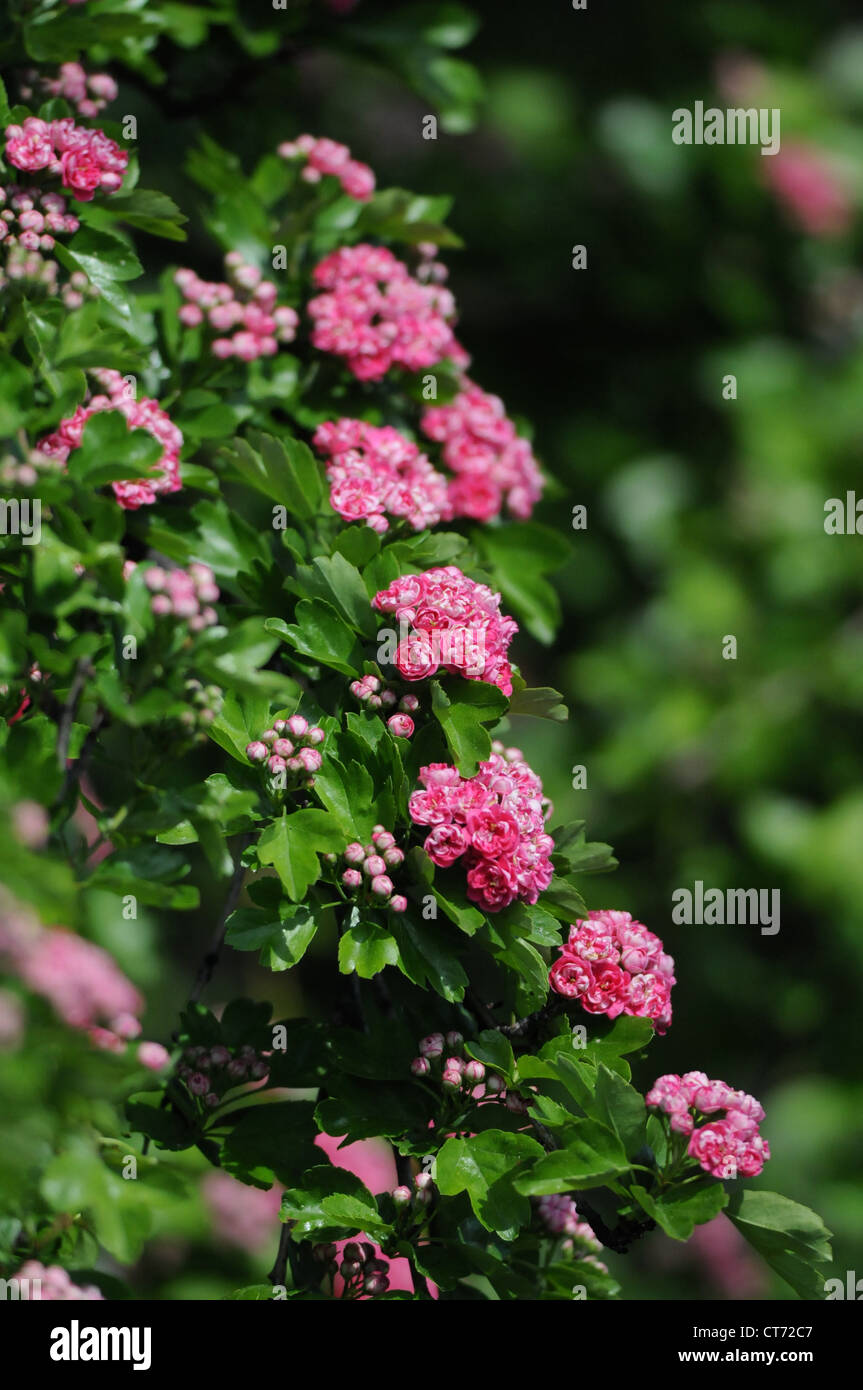 Hawthorn Tree blooming in spring Stock Photo - Alamy