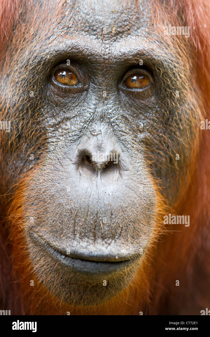 Orangutan (Pongo pygmaeus) close up of the face Stock Photo - Alamy