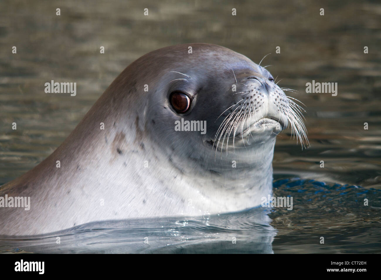 Crabeater seal (Lobodon carcinophagus) in water, Antarctica Stock Photo ...