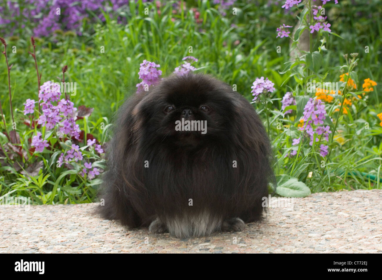 Black pekingese sitting by flowers Stock Photo - Alamy