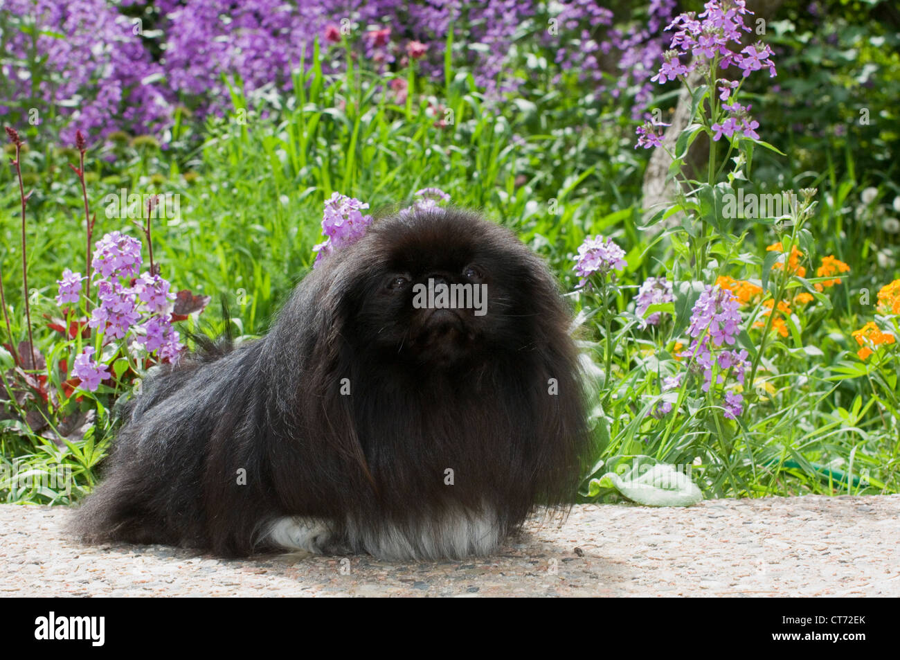 Black pekingese sitting by flowers Stock Photo - Alamy