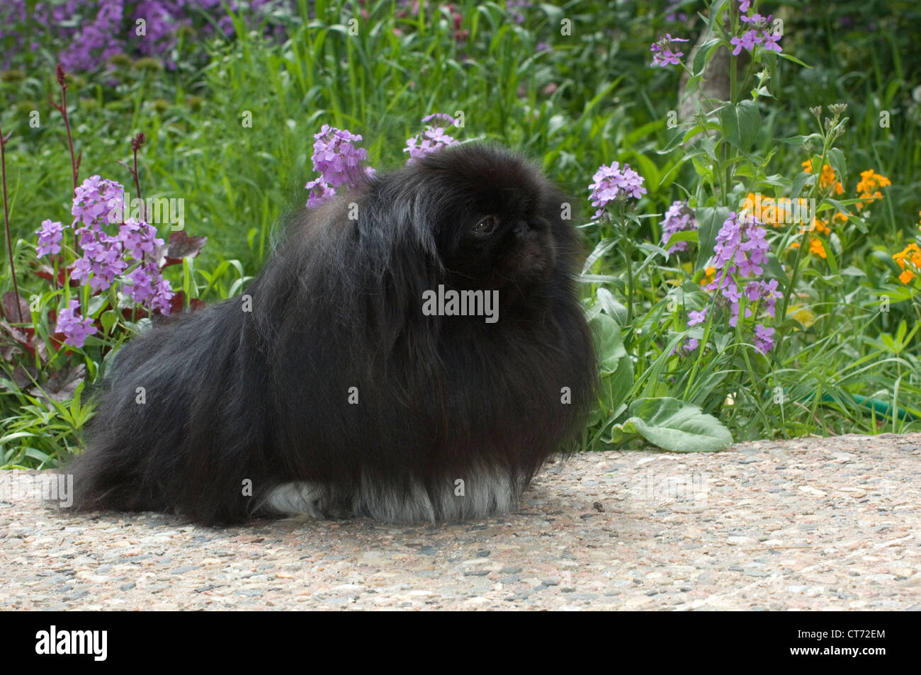 Black pekingese sitting by flowers Stock Photo - Alamy